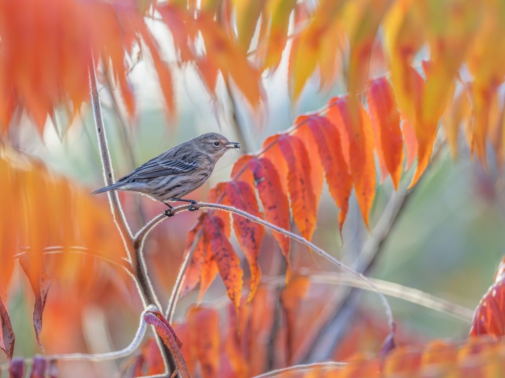 Feeding during migration in Fall | Smithsonian Photo Contest ...