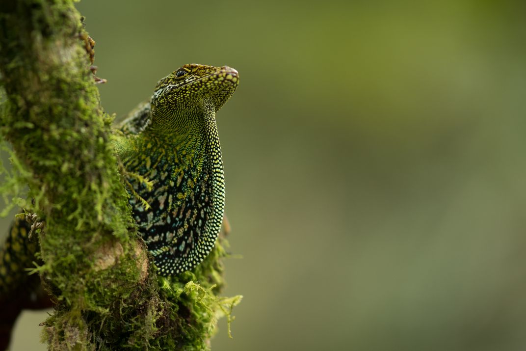 Anolis posing on the branch | Smithsonian Photo Contest | Smithsonian ...
