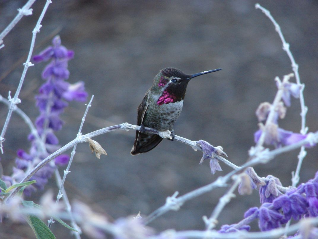 Henry the Hummingbird | Smithsonian Photo Contest | Smithsonian Magazine