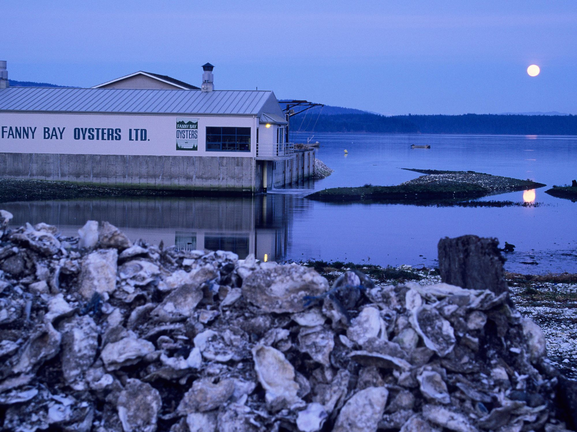 Oysters Open and Close Their Shells as the Moon Wanes and Waxes