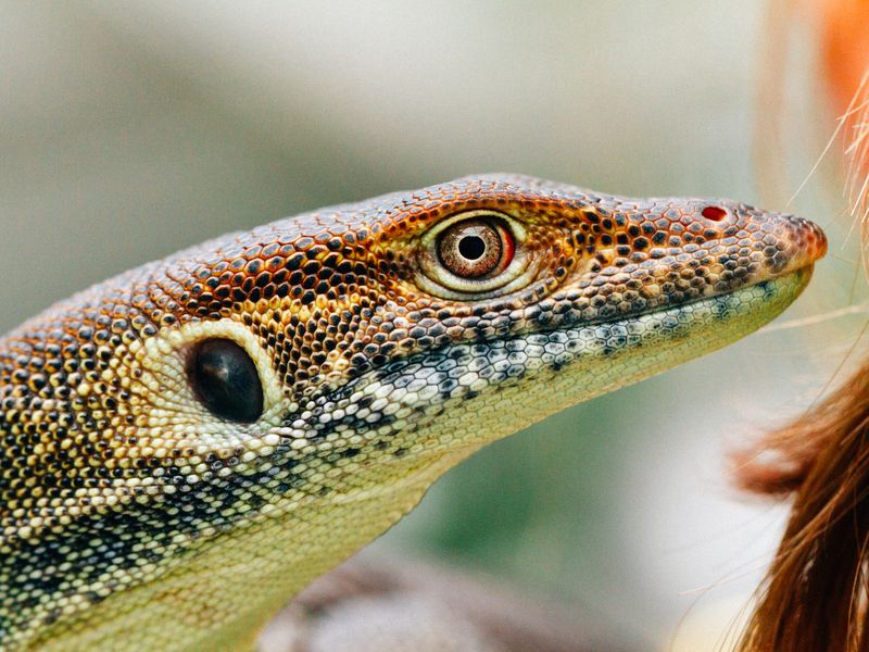 A portrait of a Mertens' Water Monitor | Smithsonian Photo Contest ...