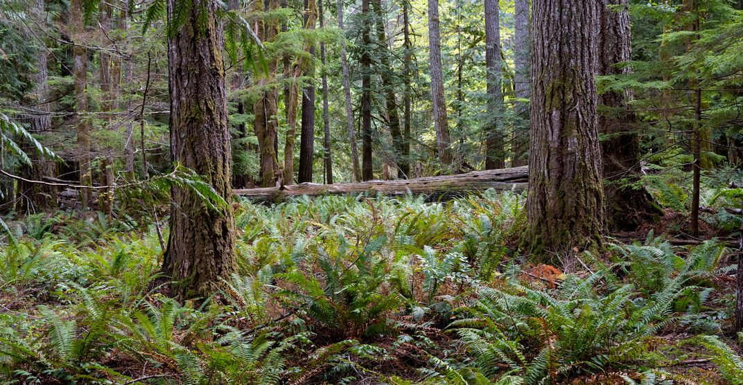 Trees, Ferns, And Light In A Rain Forest | Smithsonian Photo Contest ...