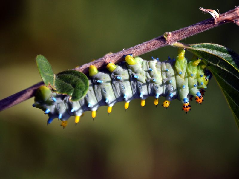 Cecropia moth caterpiller | Smithsonian Photo Contest | Smithsonian ...