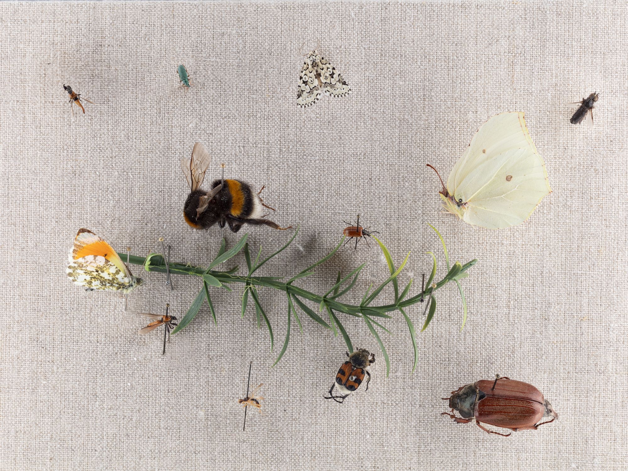 To Recreate a 17th-Century Masterwork, an Entomologist at the National ...