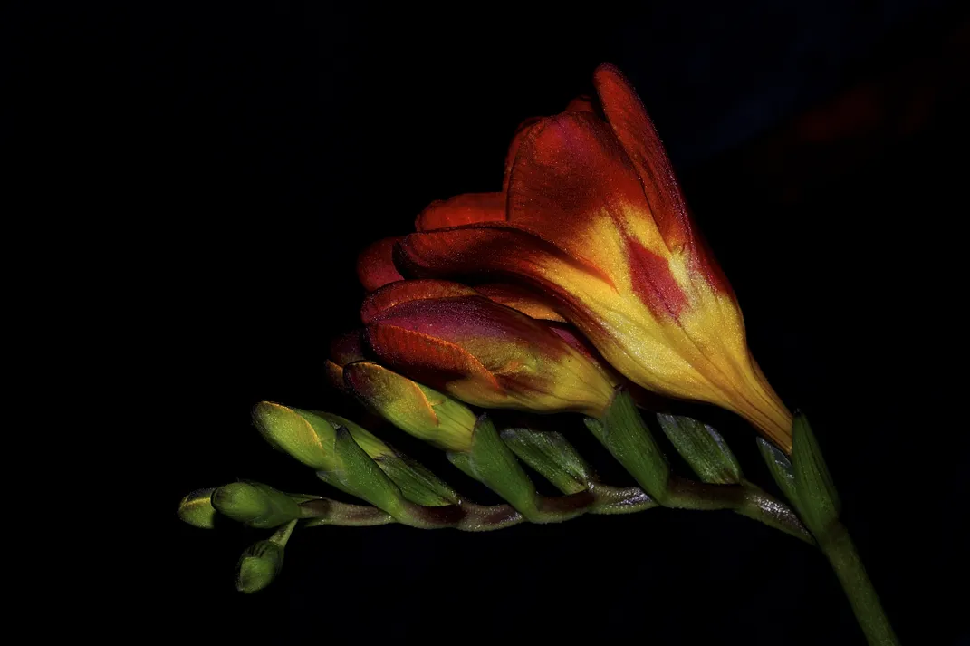 Freesia | Smithsonian Photo Contest | Smithsonian Magazine
