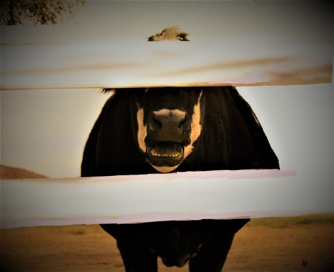 GROWL | Smithsonian Photo Contest | Smithsonian Magazine