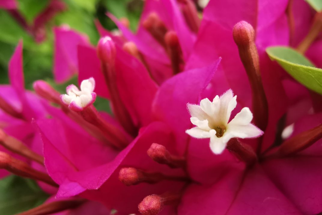 Process of a blooming flower | Smithsonian Photo Contest | Smithsonian ...