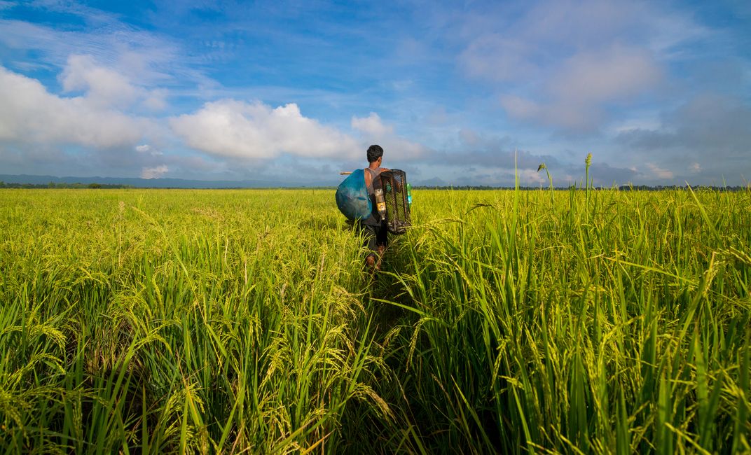 Field of Gold | Smithsonian Photo Contest | Smithsonian Magazine