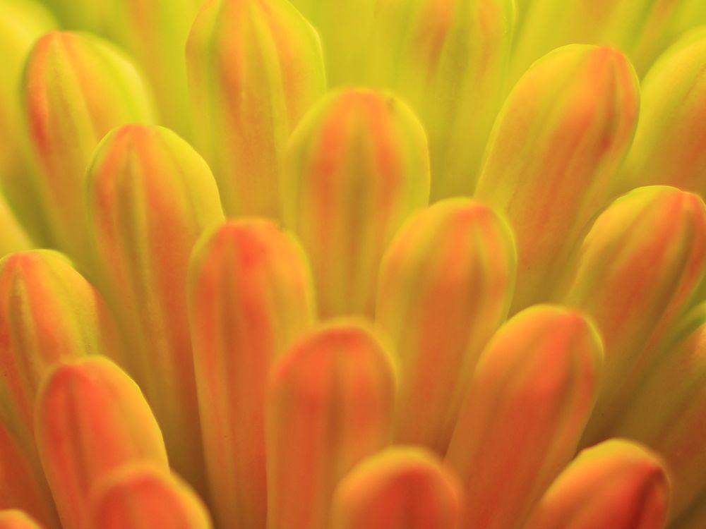 Colors of the sun | Smithsonian Photo Contest | Smithsonian Magazine