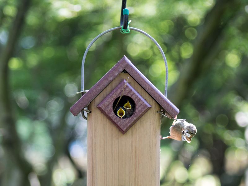 Hungry Birds | Smithsonian Photo Contest | Smithsonian Magazine