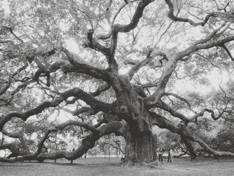 The Amazing Angel Oak Tree In Charleston Sc It Is Estimated To Be Around 1500 Years Old