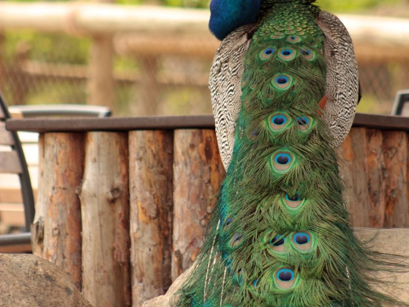 Peacock at the Cincinnati Zoo | Smithsonian Photo Contest | Smithsonian ...