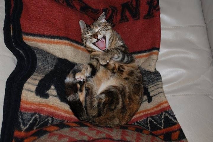 Ms Bella the cat | Smithsonian Photo Contest | Smithsonian Magazine