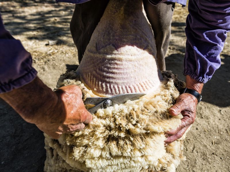 the tradition of Sheep shearing | Smithsonian Photo Contest ...