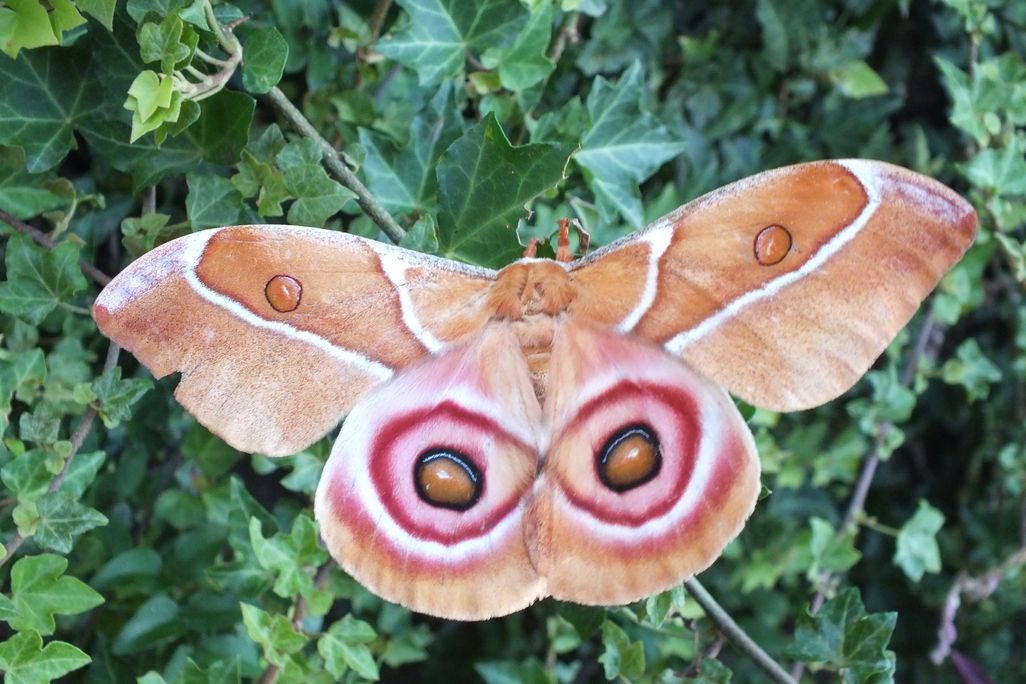 Deaf Moths May Use Their ‘Fur’ To Avoid Hungry Bats