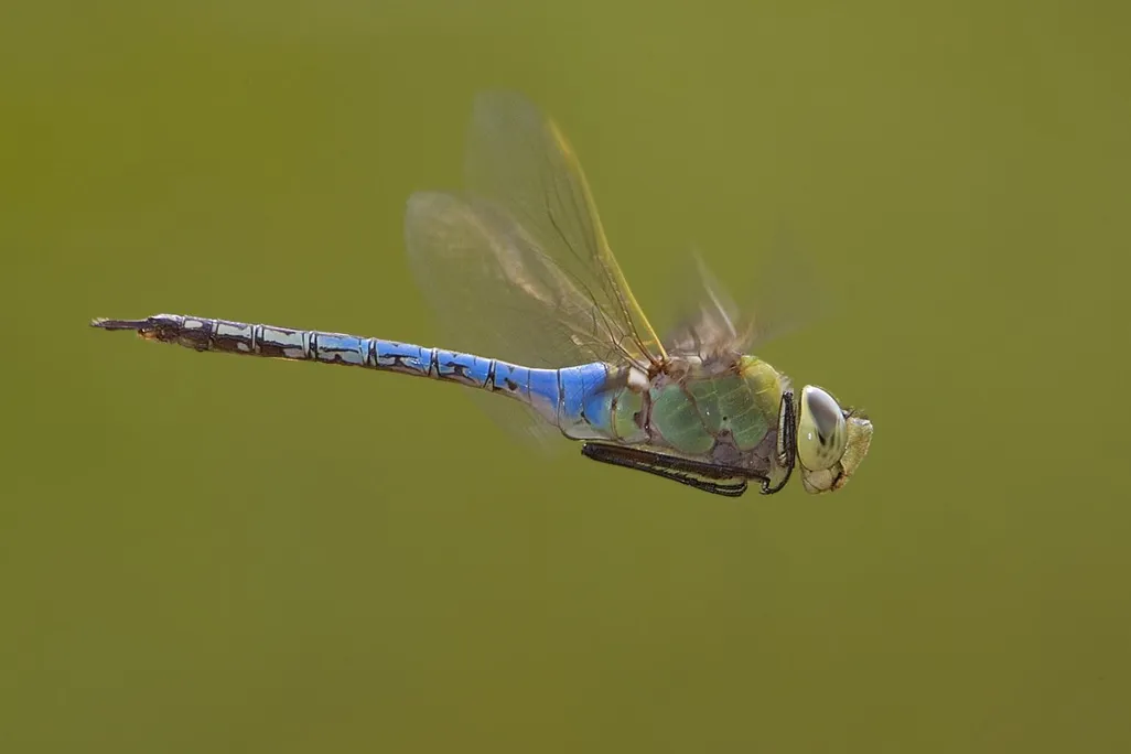 green wings migration