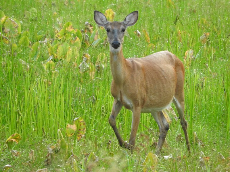Maryland White-Tailed Deer | Smithsonian Photo Contest | Smithsonian ...