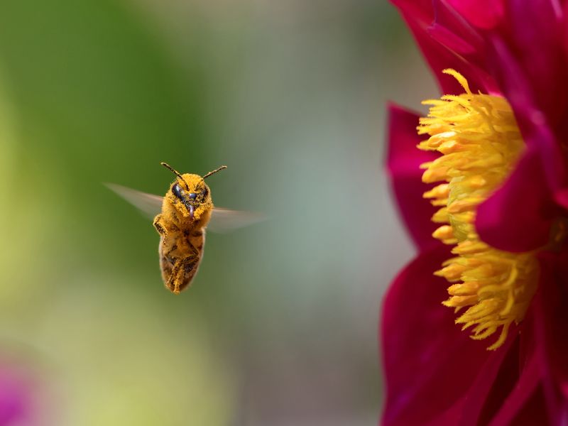 Pollen Monster | Smithsonian Photo Contest | Smithsonian Magazine