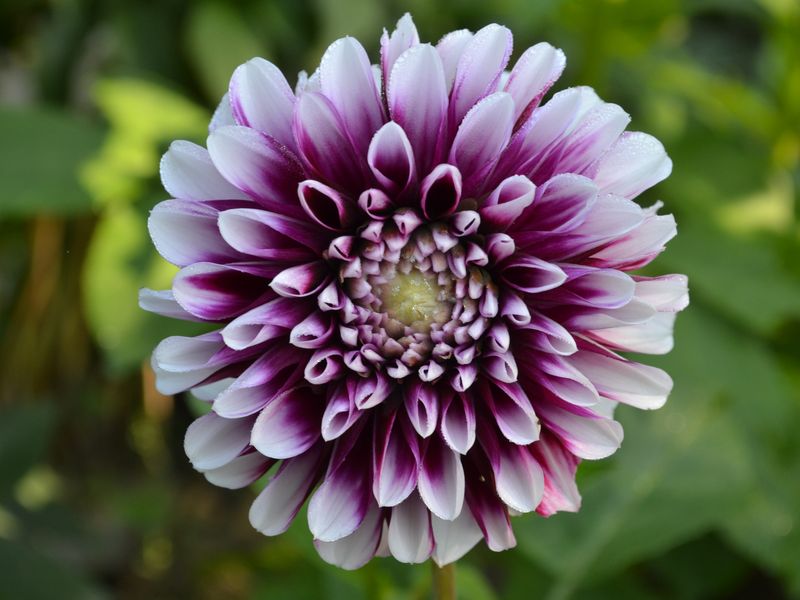 Striking Purple Dahlia | Smithsonian Photo Contest | Smithsonian Magazine