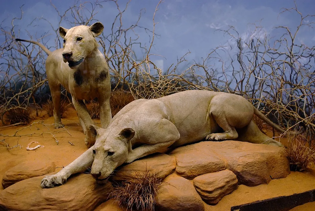 Two Lions Went on a Man-Eating Spree in 1898. Now, DNA Evidence Reveals ...