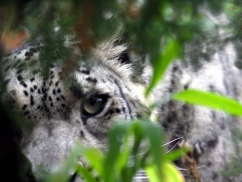 Snow Leopard looking through trees | Smithsonian Photo Contest ...