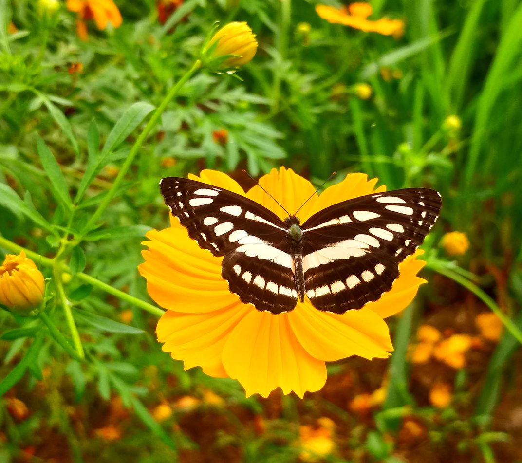 Common Sailor | Smithsonian Photo Contest | Smithsonian Magazine
