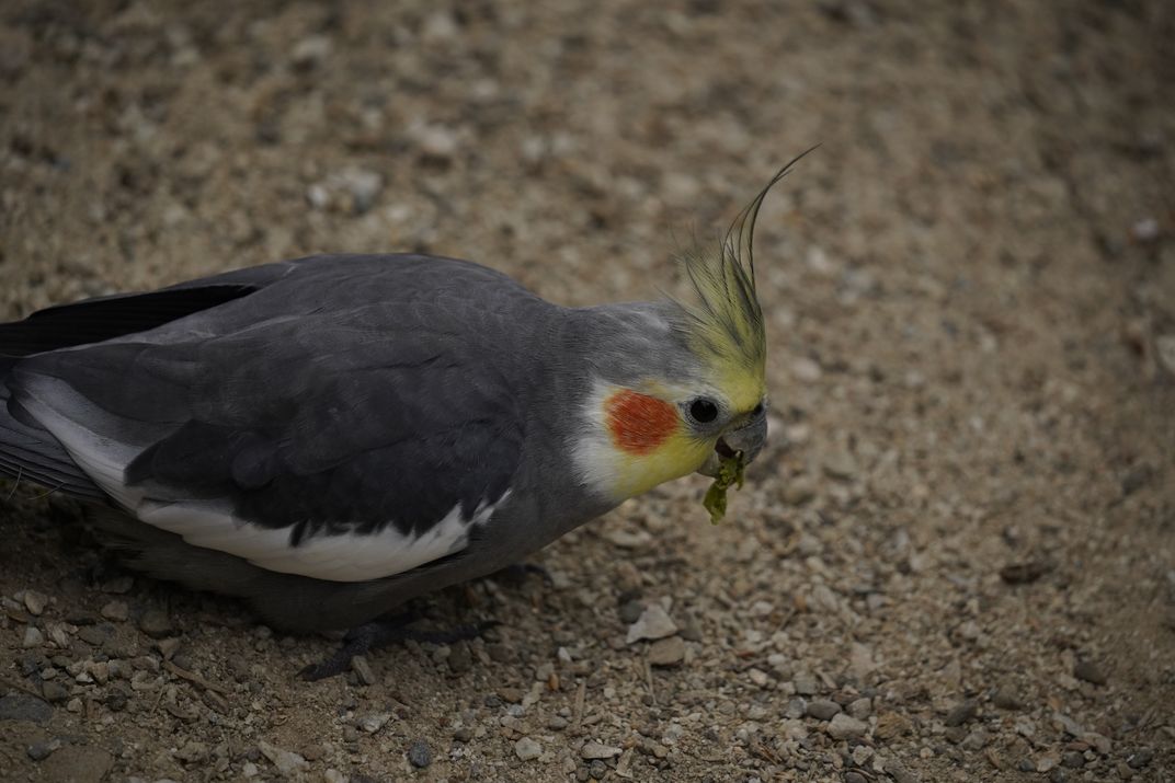 Australian Cockatiel | Smithsonian Photo Contest | Smithsonian Magazine
