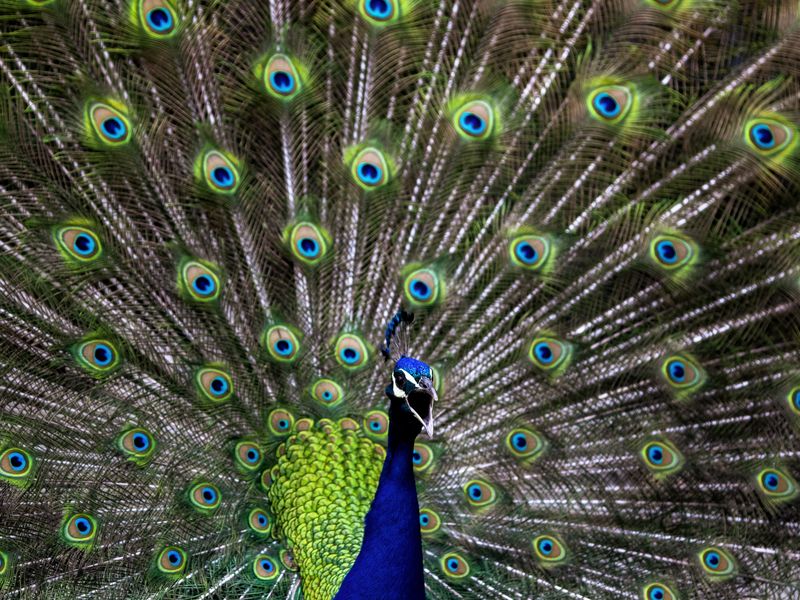 Peacock Calling | Smithsonian Photo Contest | Smithsonian Magazine