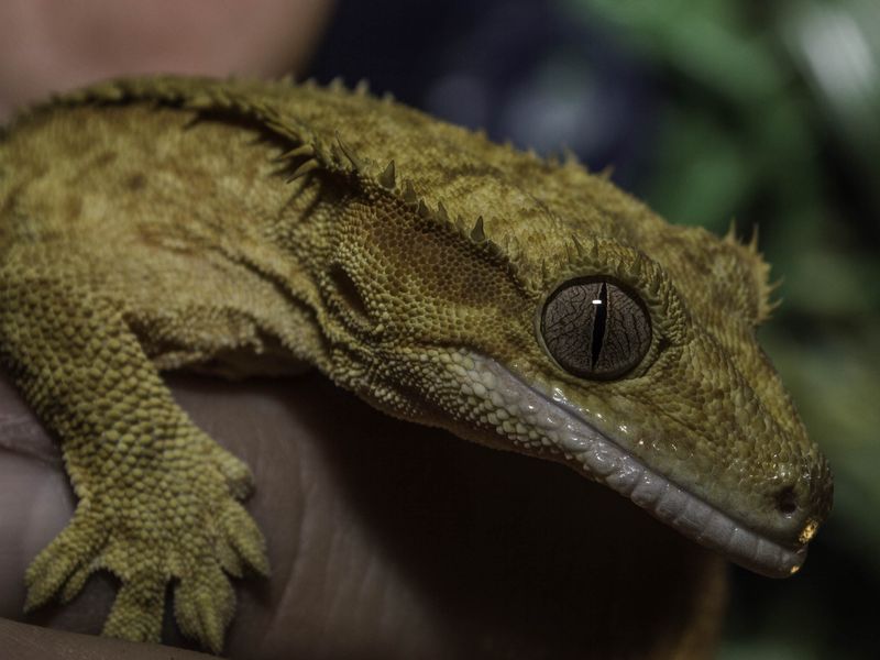 Exotic Reptile | Smithsonian Photo Contest | Smithsonian Magazine