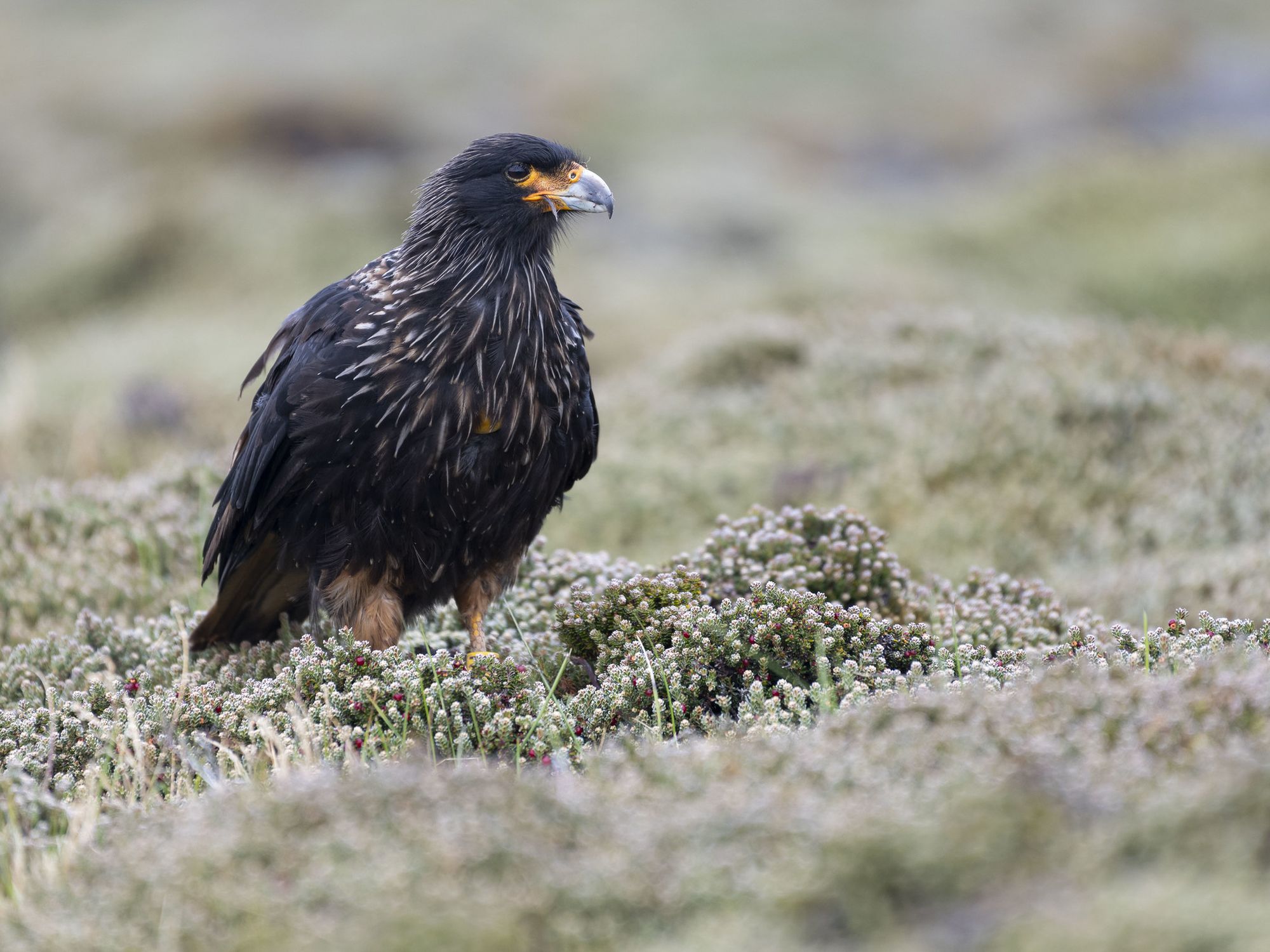 These Brainy Falcons Are Smarter Than You Might Think