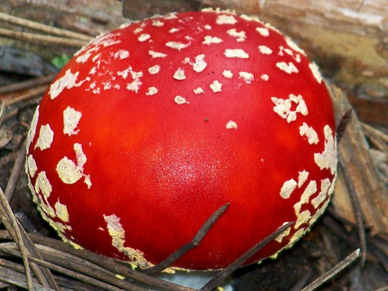 A bright red mushroom lends color to its nest of pine needles as it ...