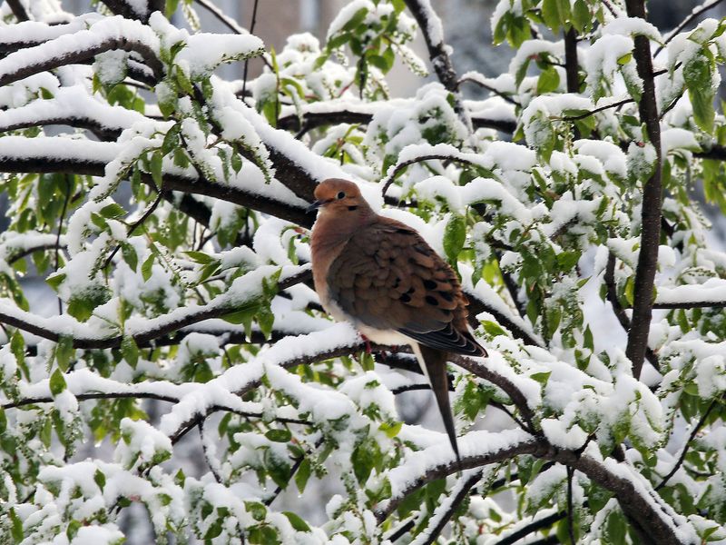 Snow Bird | Smithsonian Photo Contest | Smithsonian Magazine