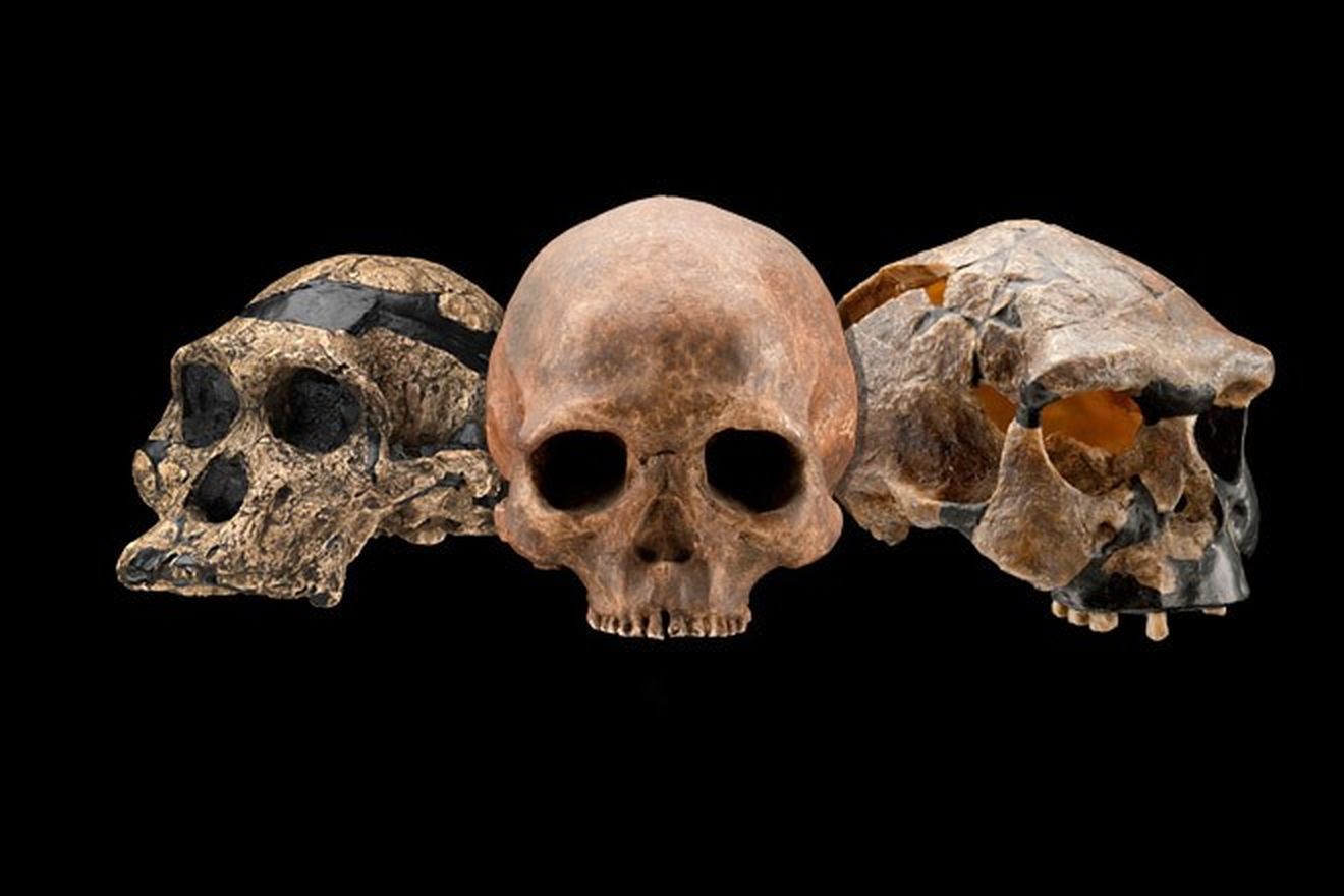 These are the Decade’s Biggest Discoveries in Human Evolution ...