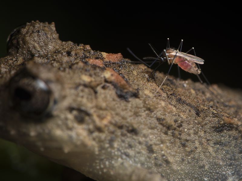 Mosquito Feeding on Frog | Smithsonian Photo Contest | Smithsonian Magazine