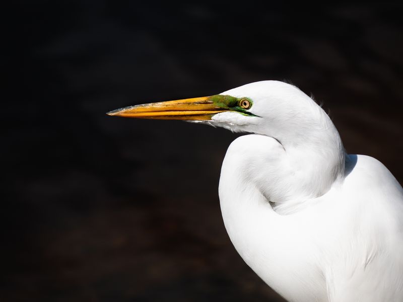 Wildlife in South Florida | Smithsonian Photo Contest | Smithsonian ...