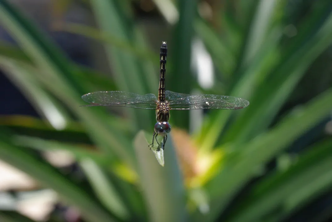 The beauty of a delicate dragonfly is truly a sight to behold ...