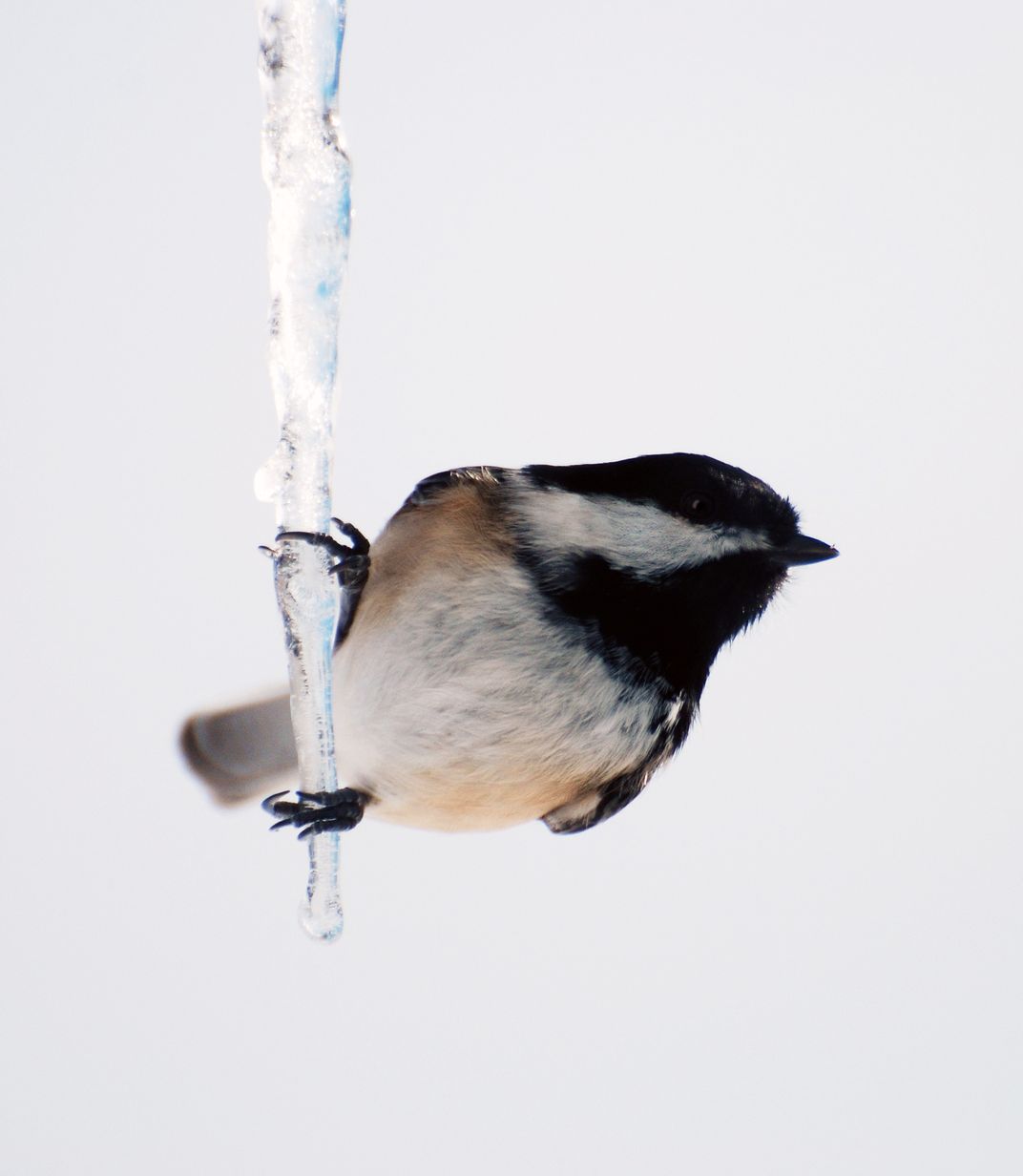 Chickadee lights on icicle during a frigid February day in Northern ...
