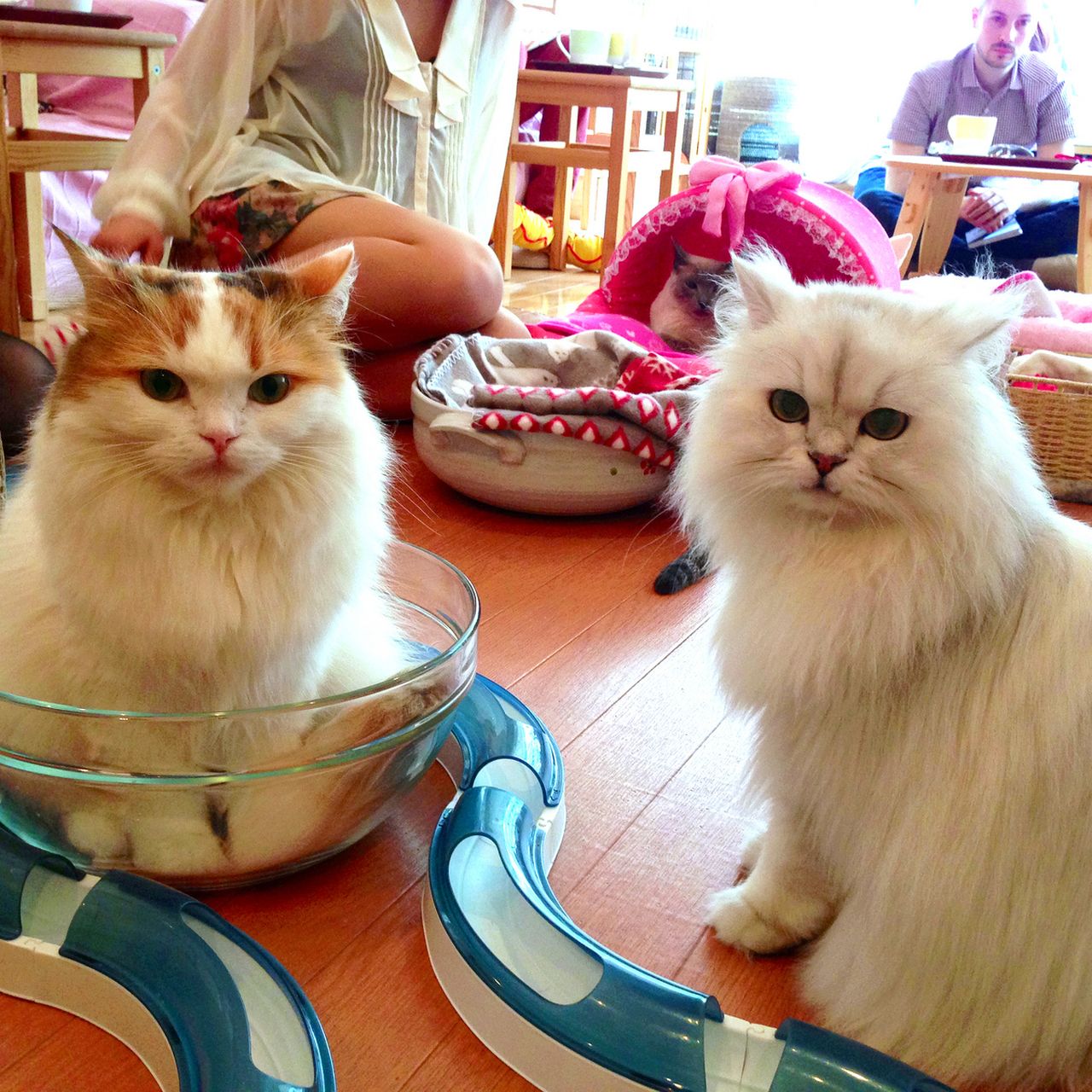 Cat In Japan WeBase Hakata: A Fresh, Quirky Fukuoka Hostel Japan