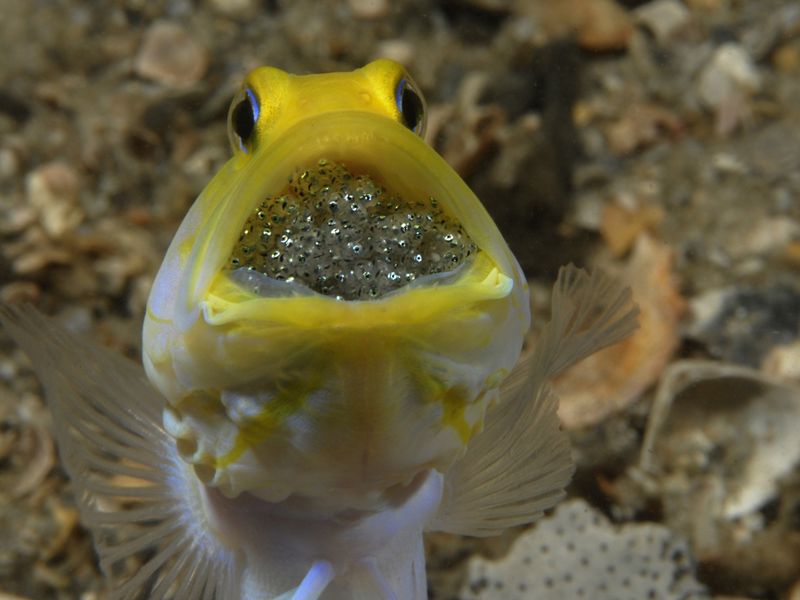 A Male Yellowhead Jawfish incubates his clutch of eggs in his mouth ...