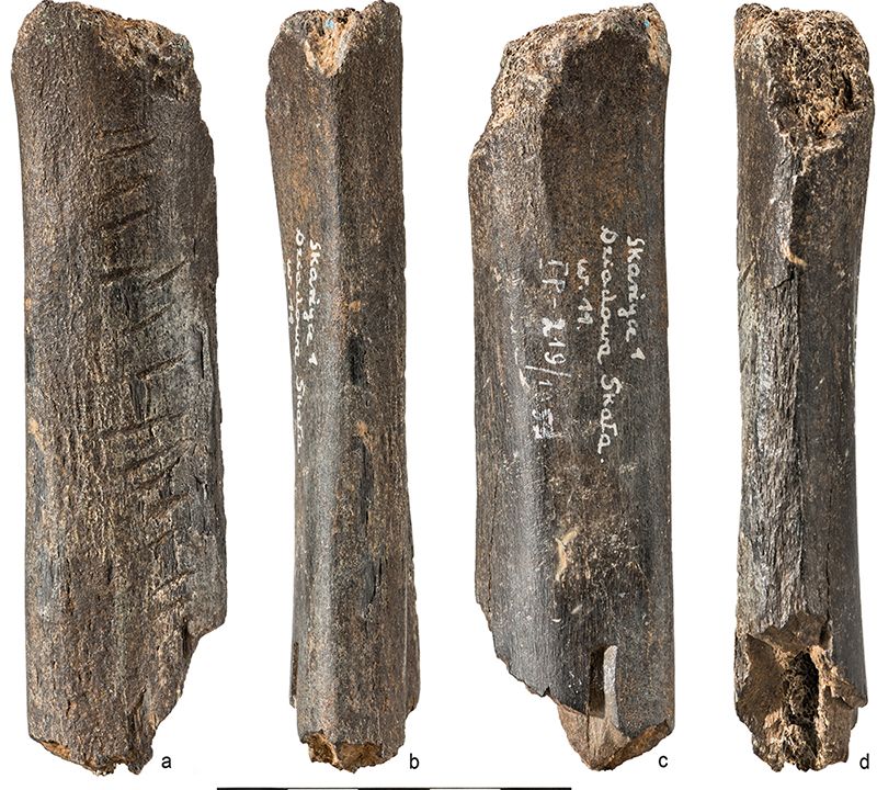 Neanderthal Carved Raven Bone