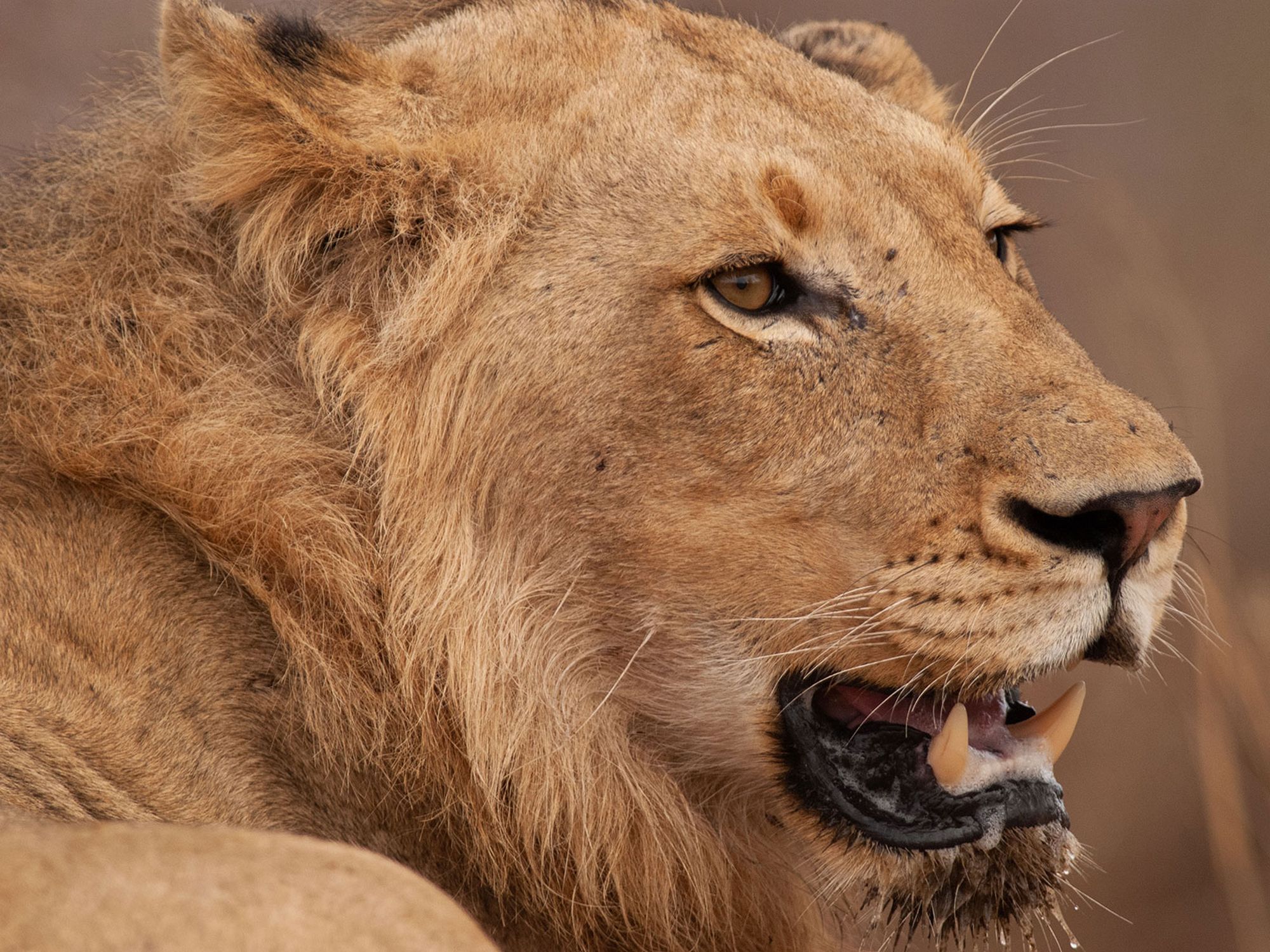 What 70 Years of Data Says About Where Predators Kill Humans