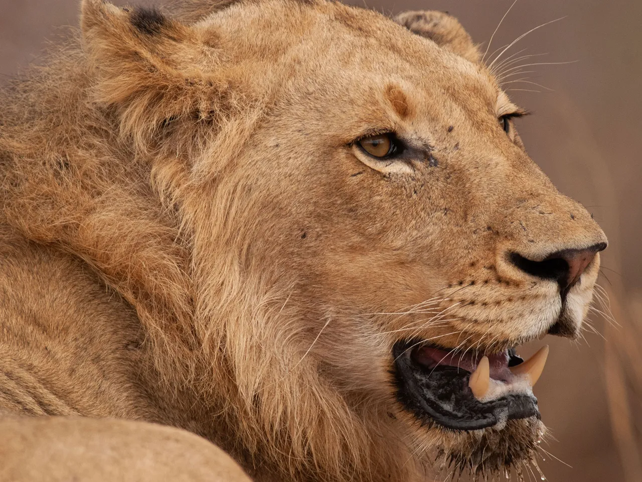 does lion kill human