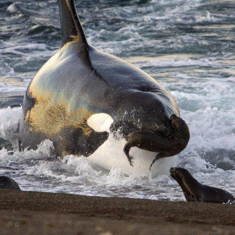 Orca White Shark Footage Shows Killer Whale Hunting And Killing A
