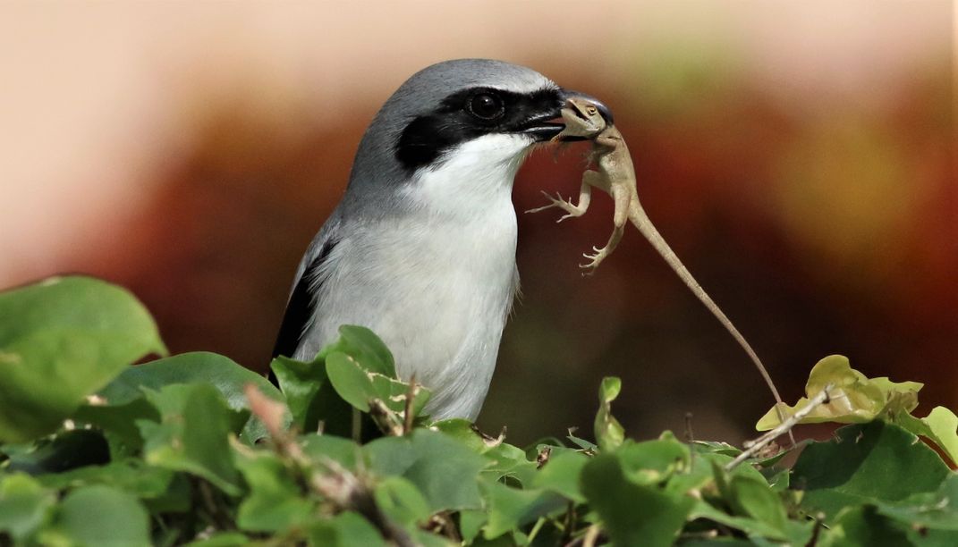 Loggerhead Shrike Snags A Brown Anole! | Smithsonian Photo Contest ...