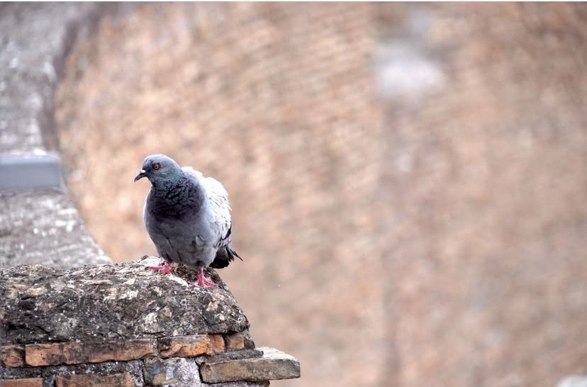 Roman Pigeon | Smithsonian Photo Contest | Smithsonian Magazine