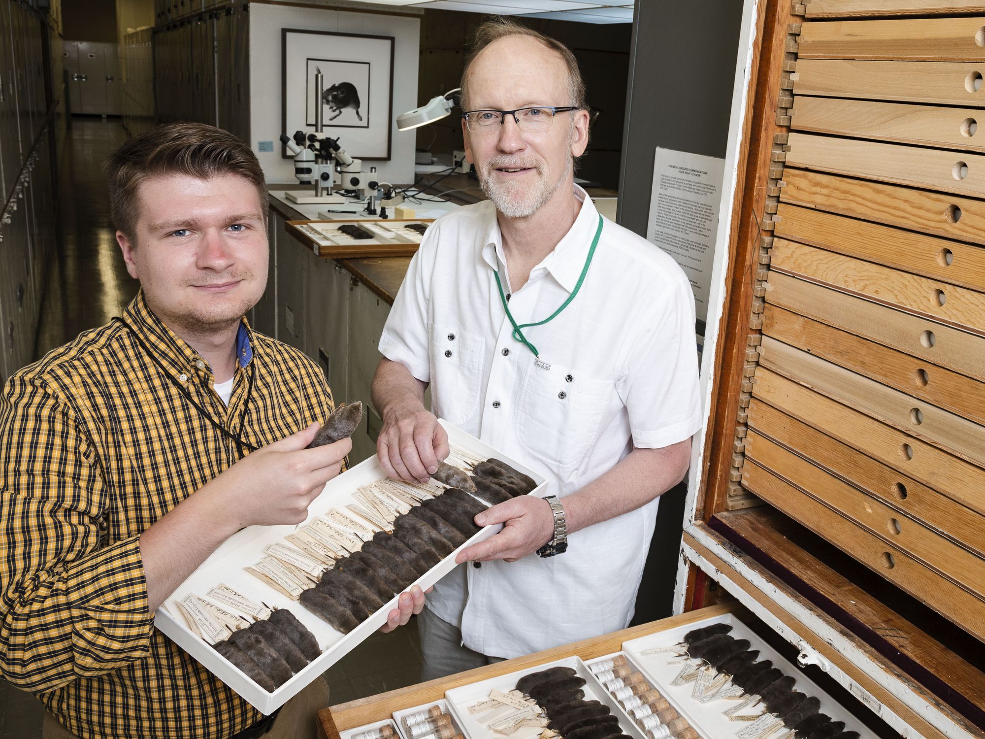 Shrew Are You? Scientist Discovers Two New Species of Shrews in Museum ...