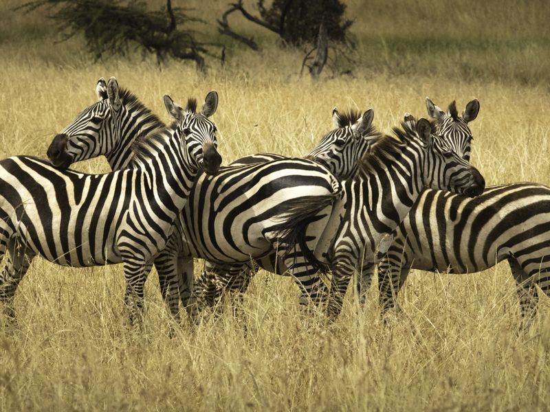 A dazzle of zebras. | Smithsonian Photo Contest | Smithsonian Magazine