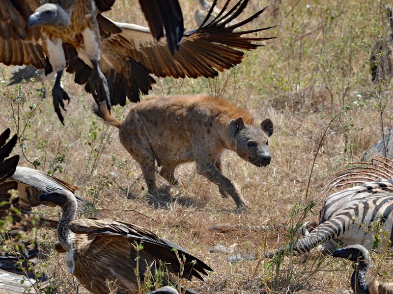 Hyena chasing vultures away from carcass | Smithsonian Photo Contest ...