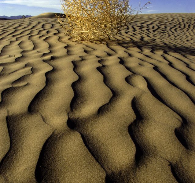 A tumbling weed rolls to a stop on the sand dunes of the Little Sahara ...