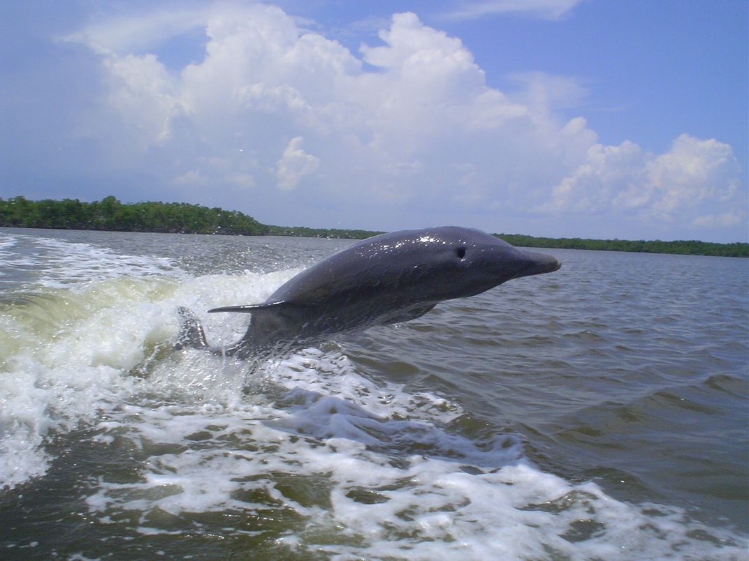 Playful dolphin in the 10,000 Islands | Smithsonian Photo Contest ...